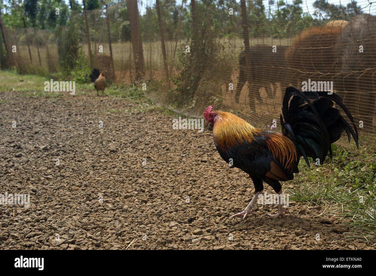 Rooster crossing the dirt road Stock Photo - Alamy