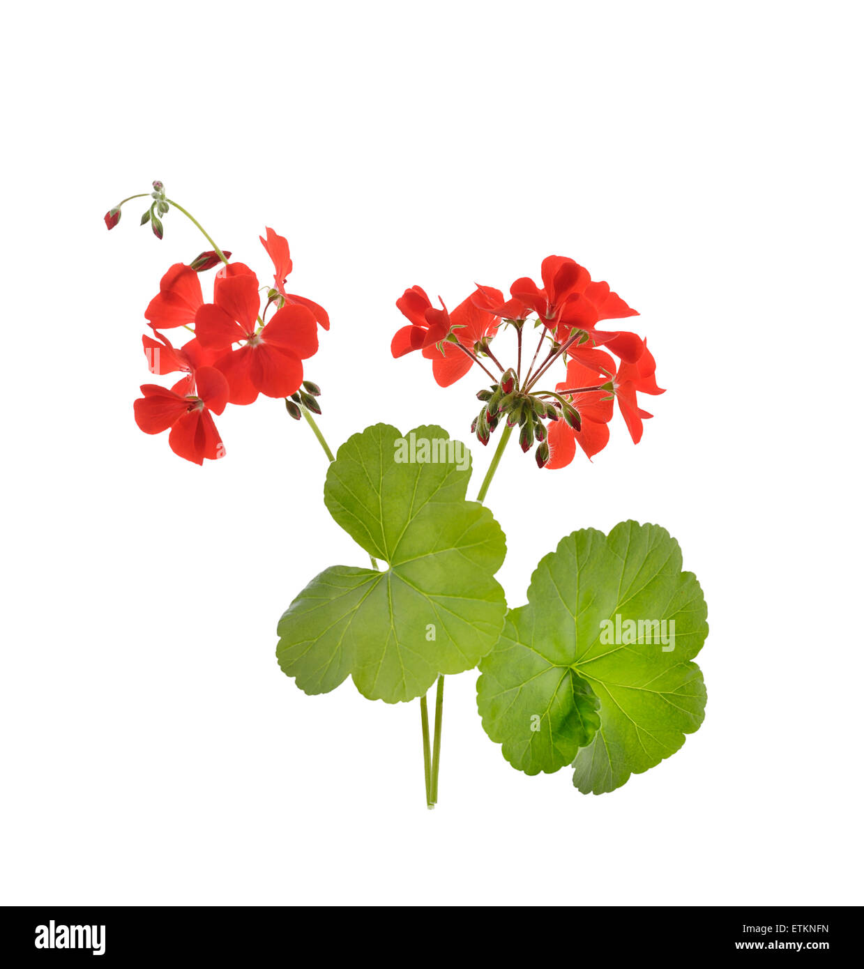 Geranium Flowers Isolated On White Background Stock Photo - Alamy