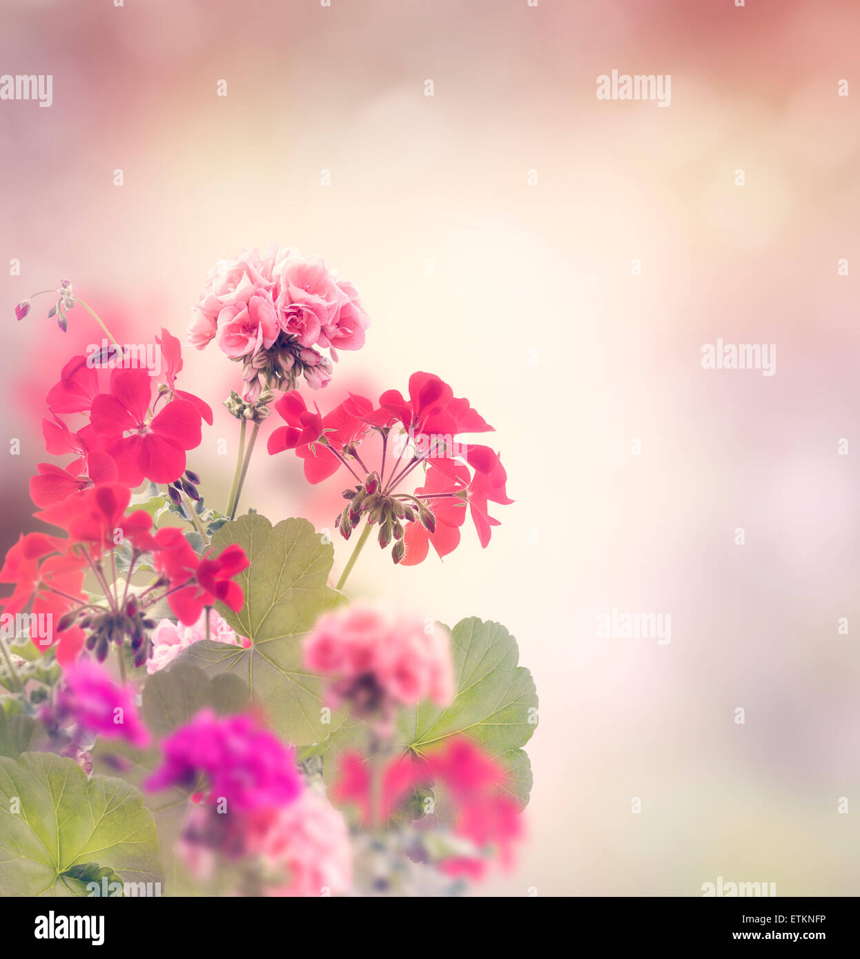 Red And Pink Geranium Flowers Stock Photo - Alamy