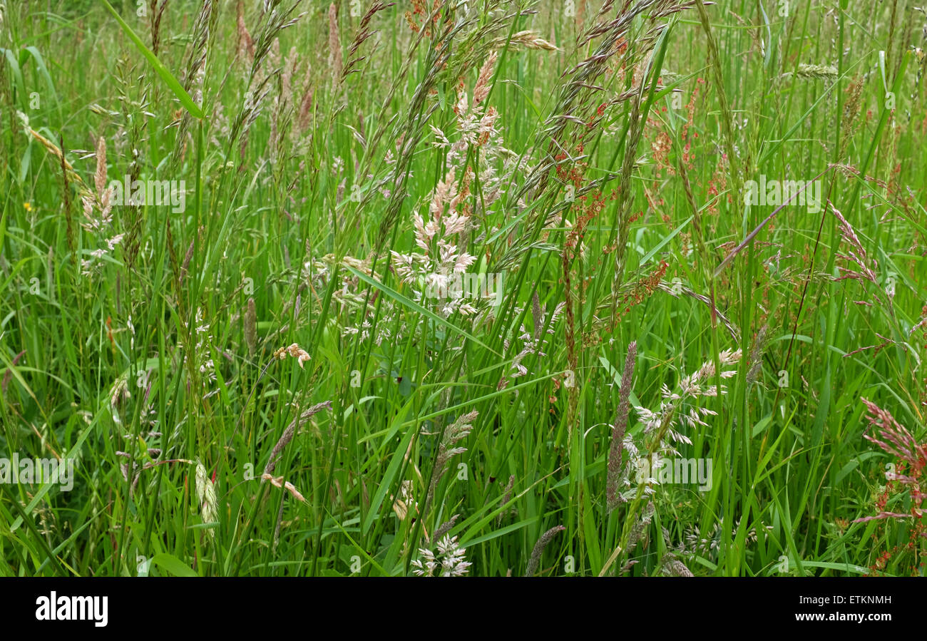 Diverse grasses, plants and seed heads in an uncultivated meadow Stock ...