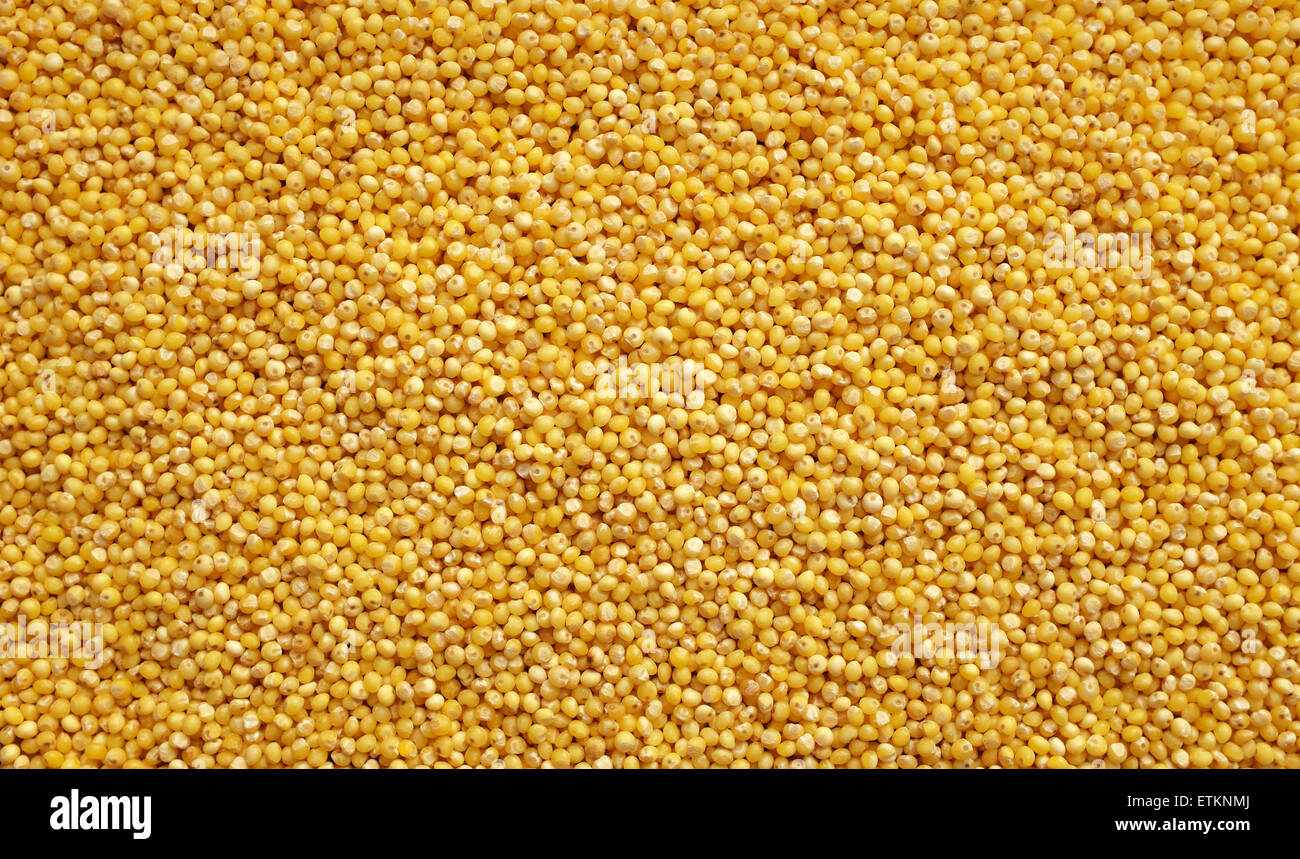 Yellow millet grains as an abstract background texture Stock Photo - Alamy