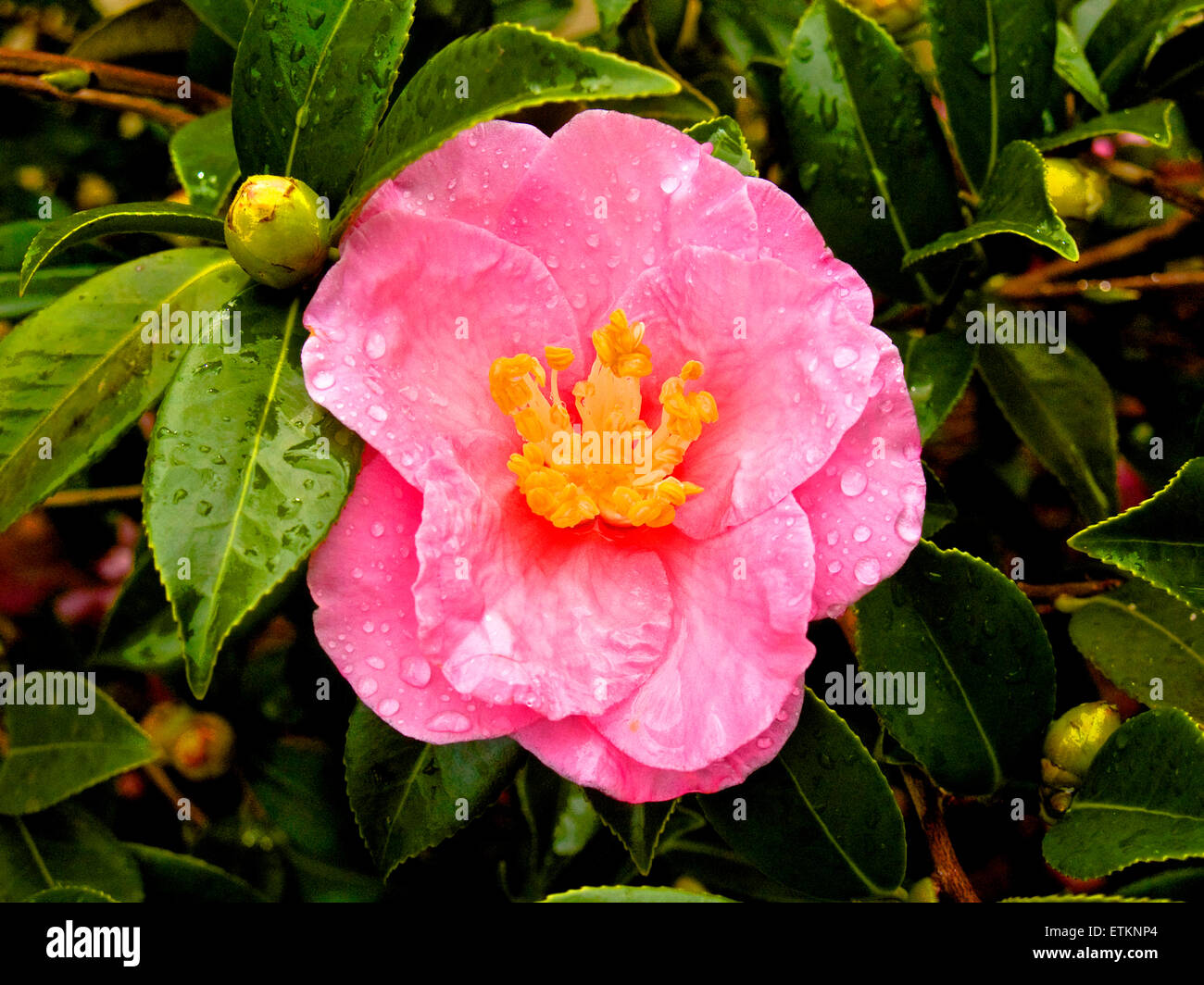 Camellia sasanqua flower with raindrops Stock Photo - Alamy