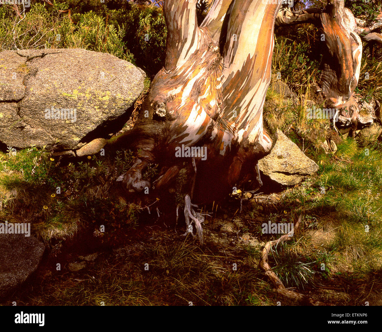 Australia: Snow gum trunk, Snowy Mountains, NSW Stock Photo - Alamy