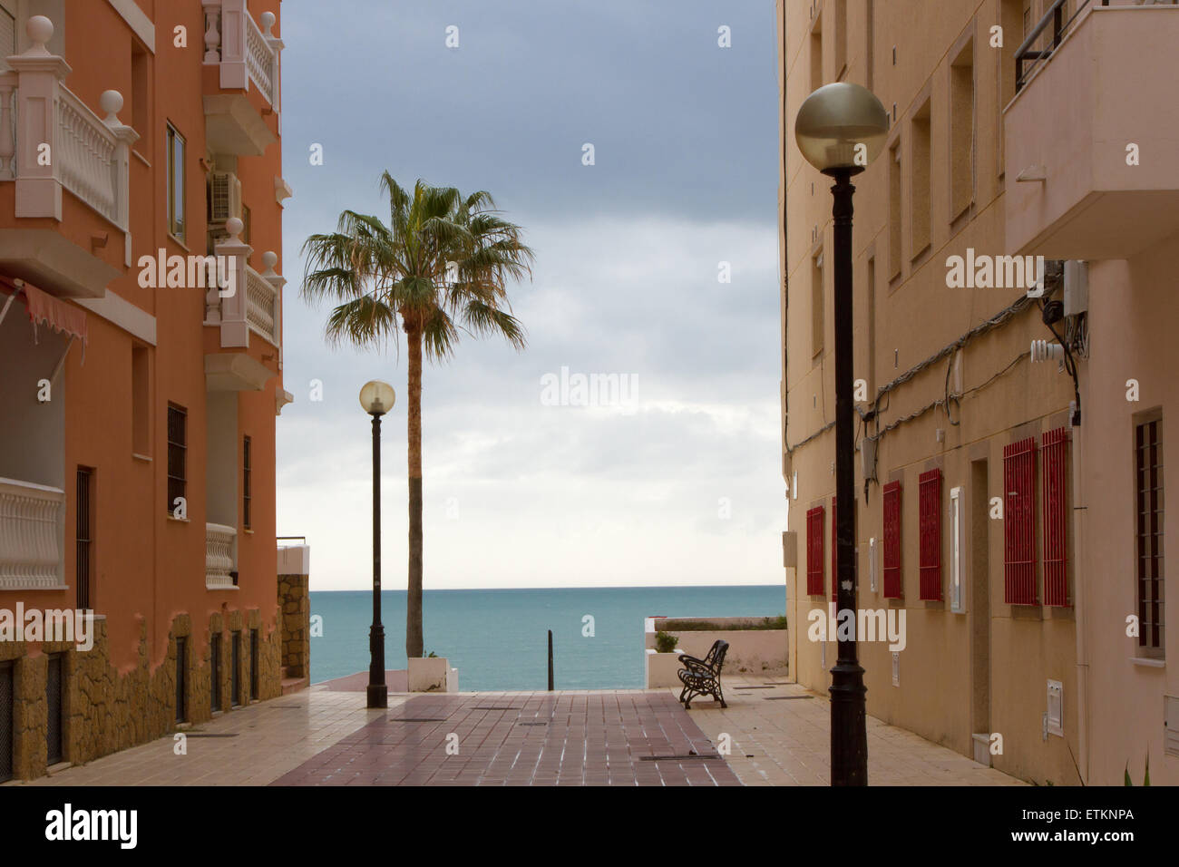 A view of a palm tree, beach, and Atlantic, Ocean from between ...