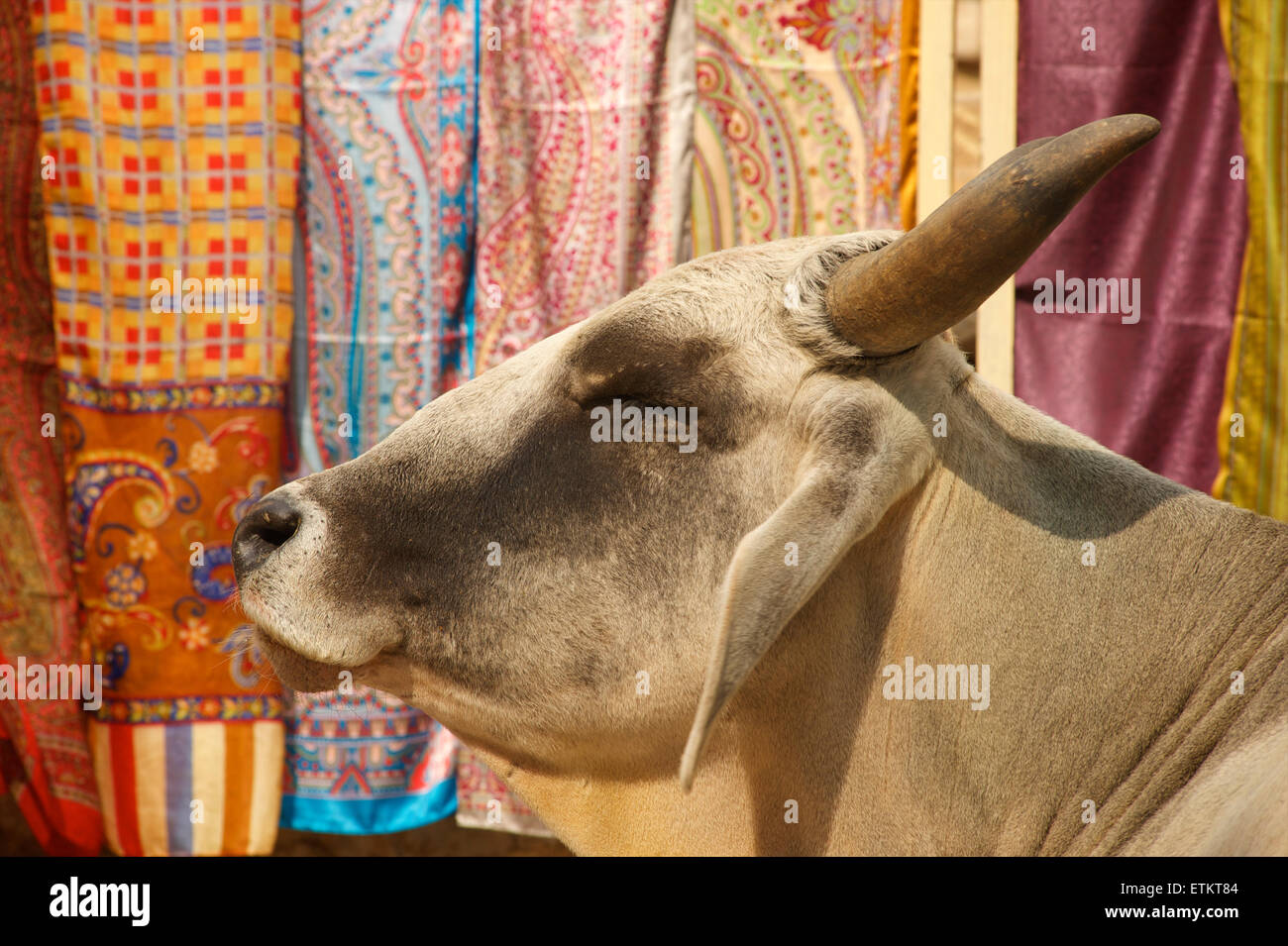 Cows are sacred animals in India. Jaisalmer, Rajasthan, India Stock ...