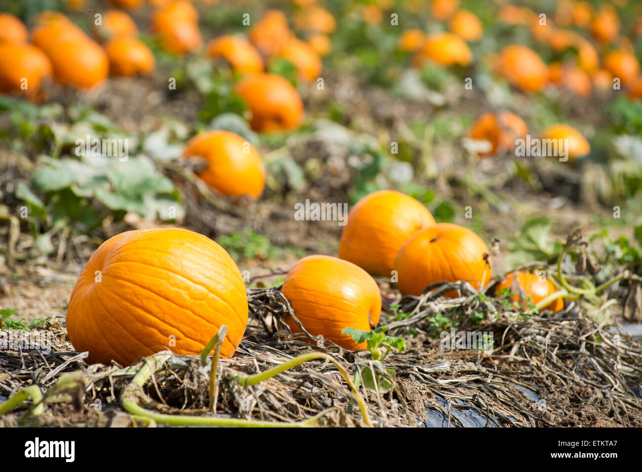 Pennsylvania farms hi-res stock photography and images - Alamy