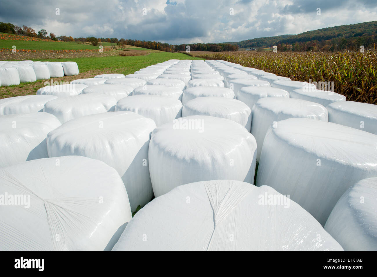 Plastic wrapped haylage in Millerstown, Pennsylvania, USA Stock Photo ...