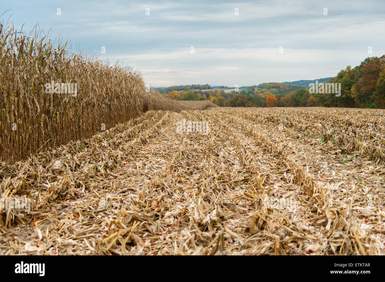 Corn land hi-res stock photography and images - Alamy