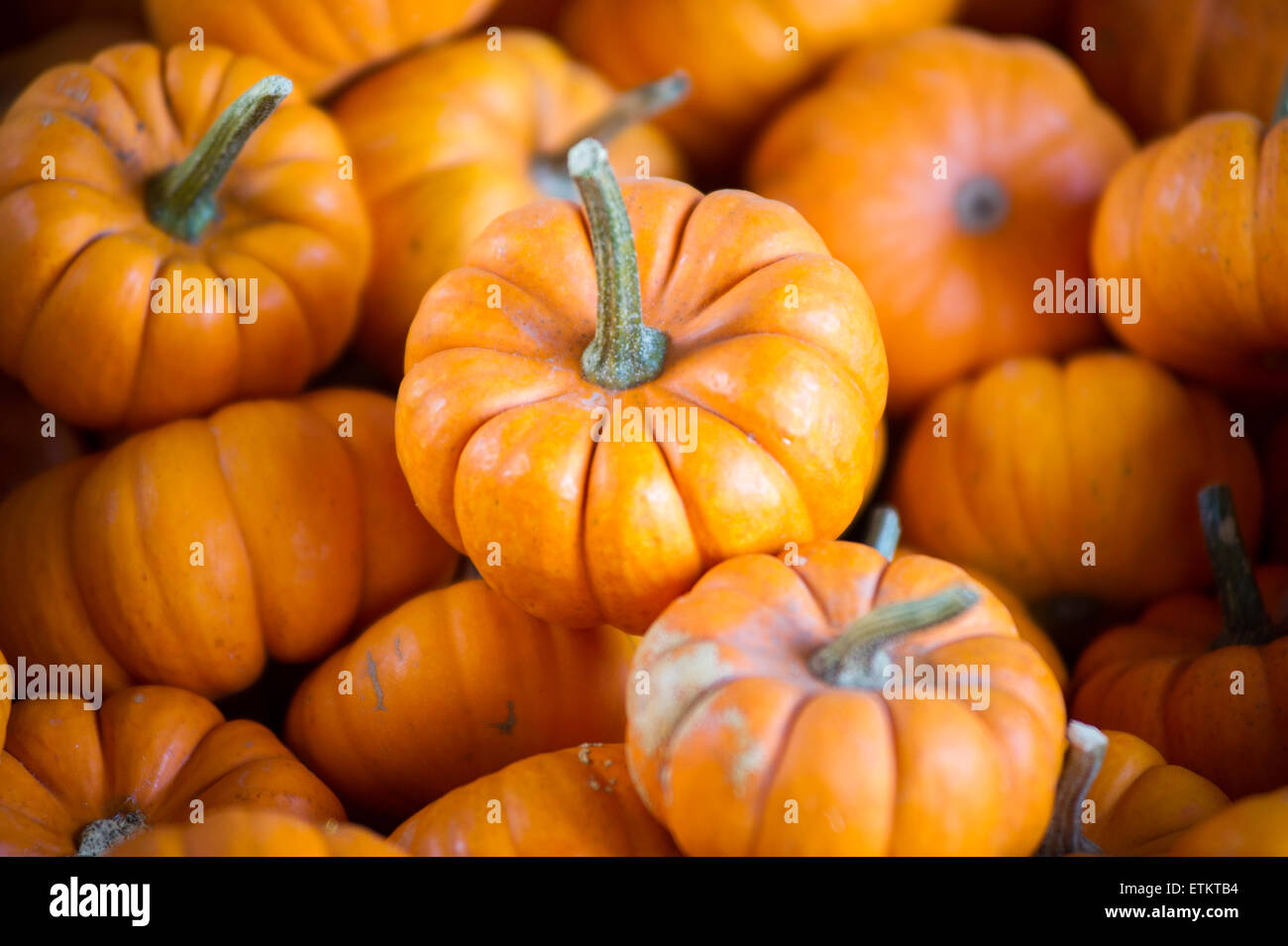 Small decorative pumpkins hi-res stock photography and images - Alamy