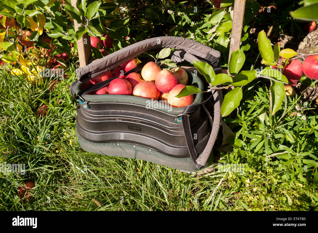 Farmer picking apples orchard hi-res stock photography and images - Alamy