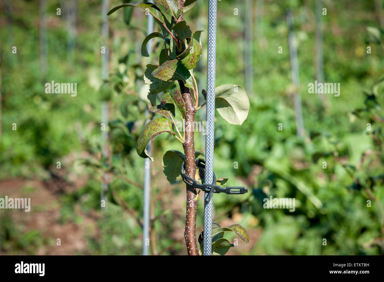 Young apple tree tied to rod for support at an apple orchard in Aspers ...