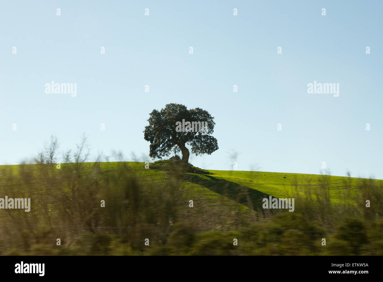 Lone olive tree hi-res stock photography and images - Alamy