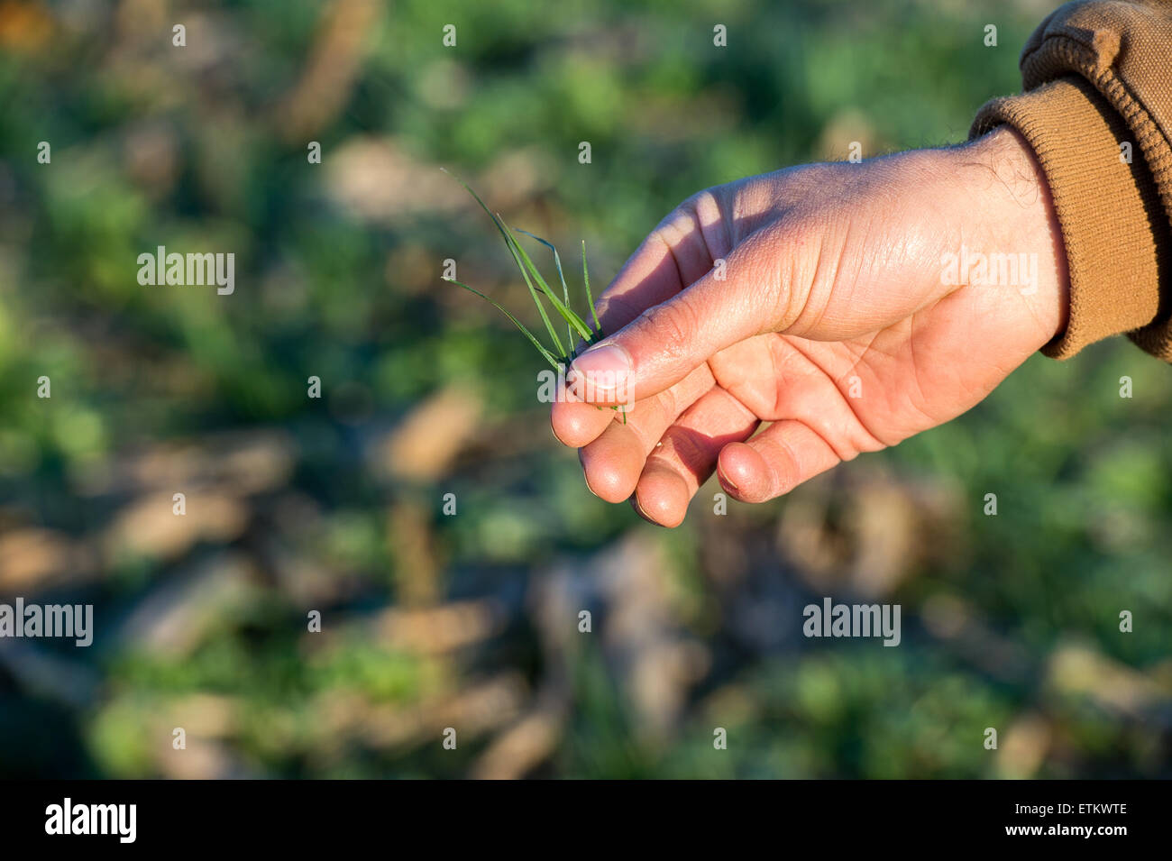 Hand holding grass hi-res stock photography and images - Alamy