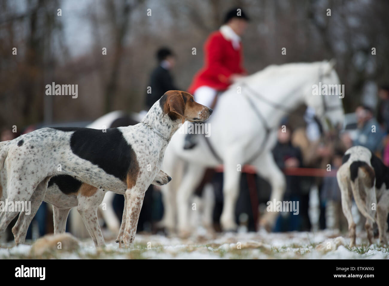 Fox hunt hi-res stock photography and images - Alamy