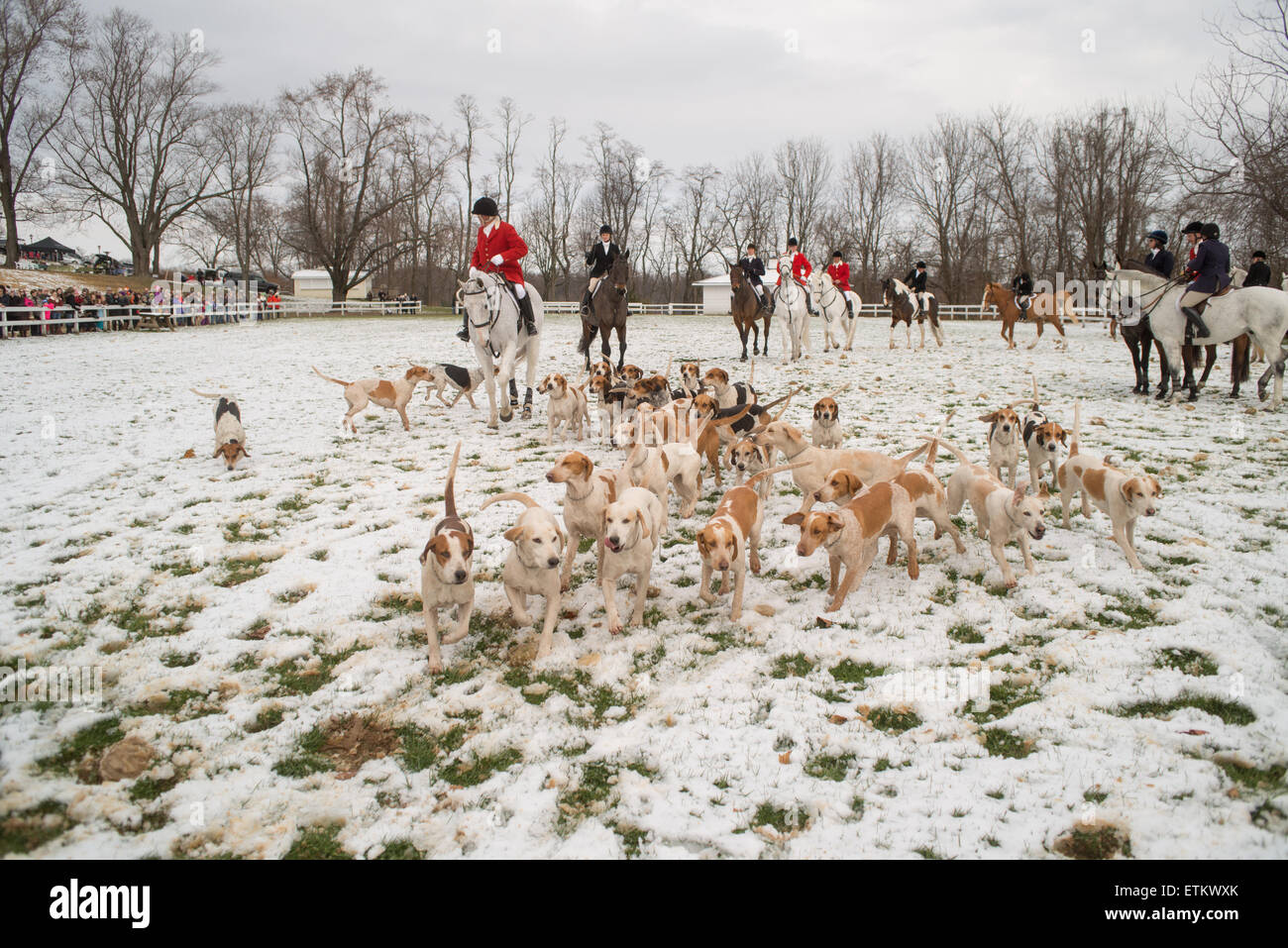 Fox hunters in red jackets and foxhounds during the Blessing of the ...
