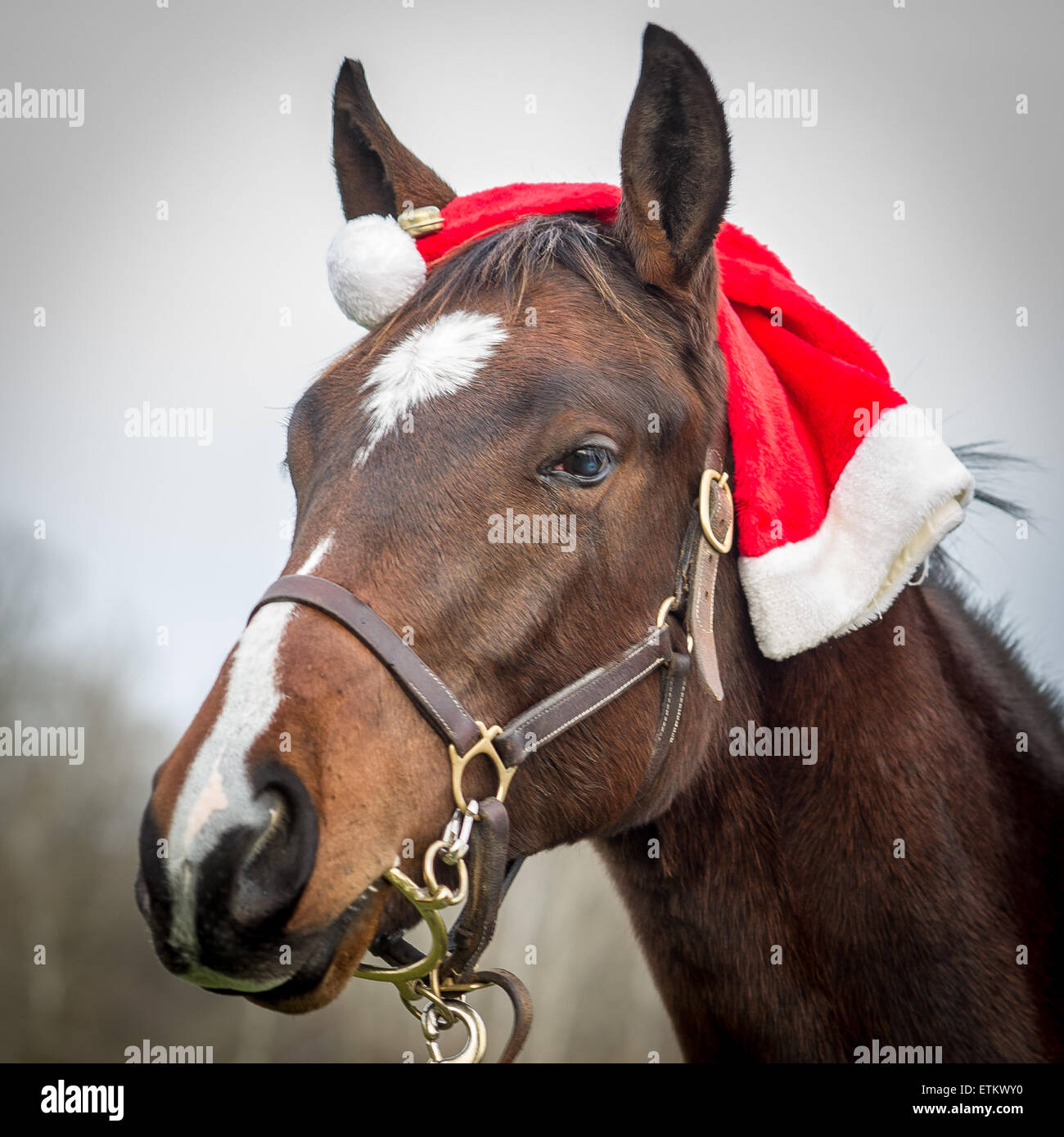 Horse santa hat hi-res stock photography and images - Alamy