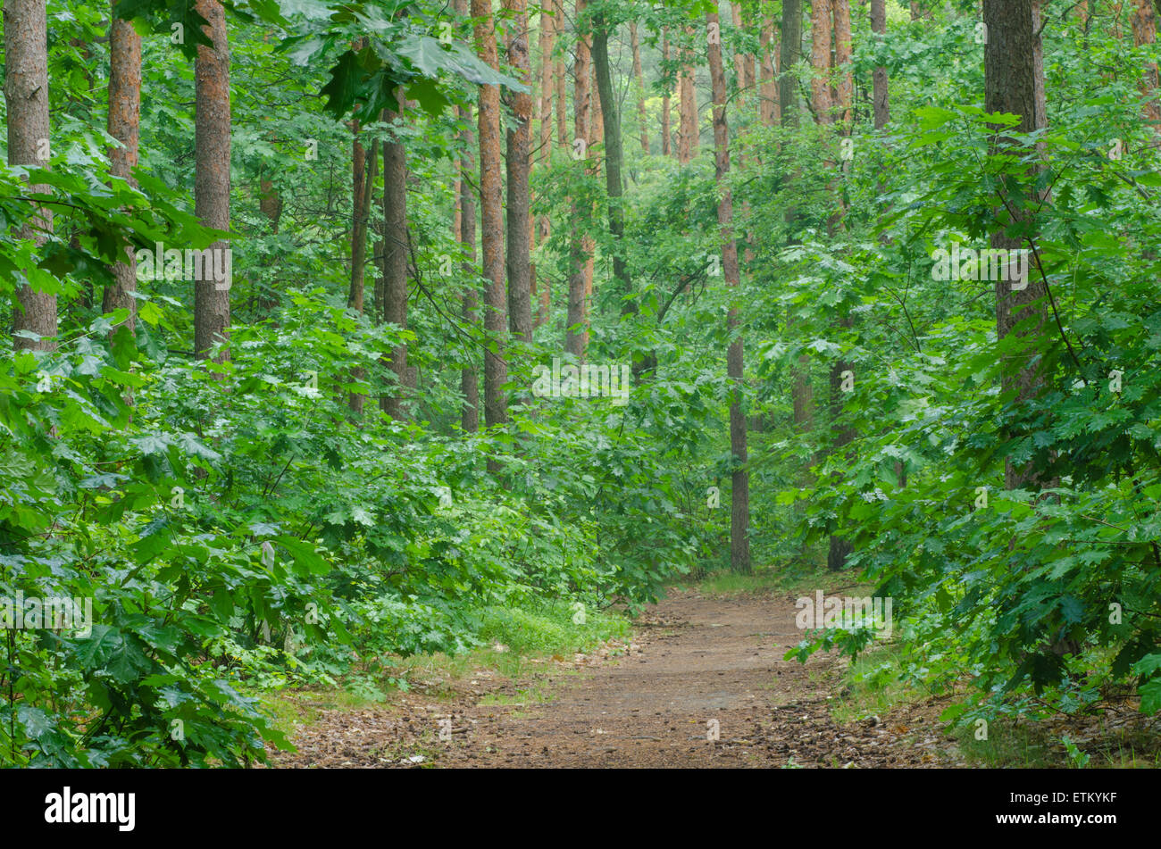 old mixed forest in summer Stock Photo - Alamy