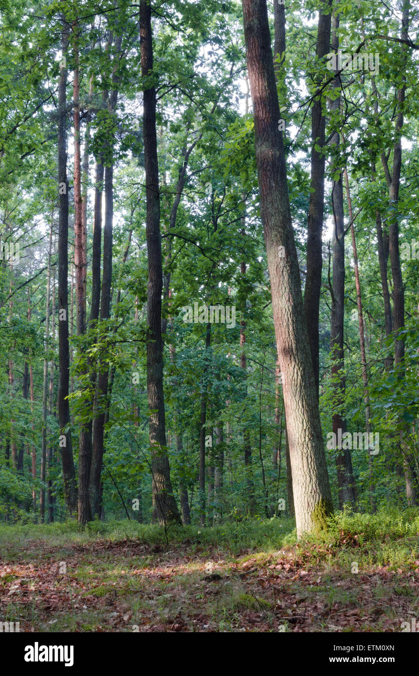 old mixed forest in summer Stock Photo - Alamy