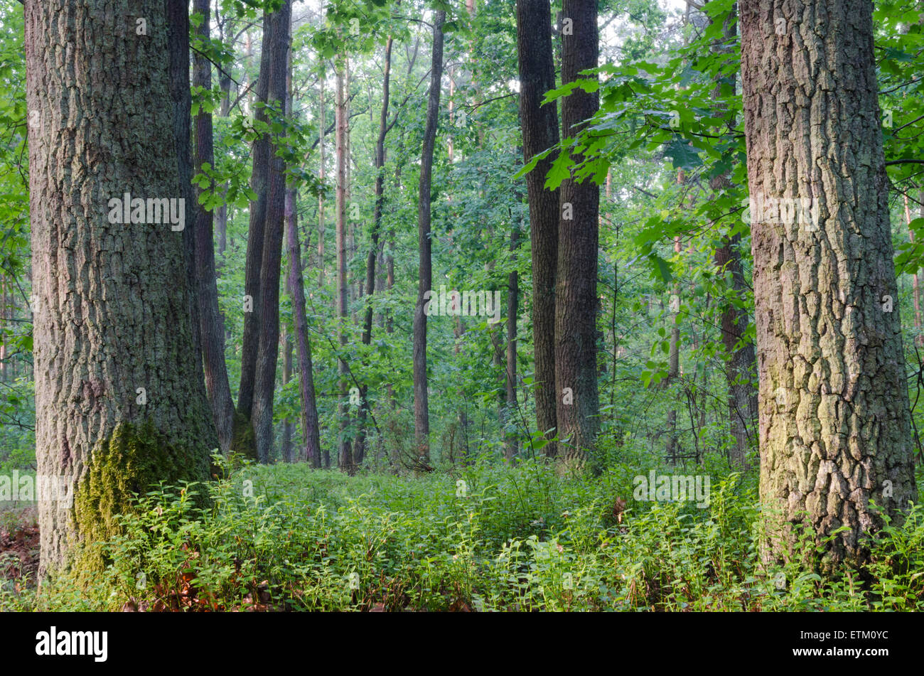 Old mixed forest hi-res stock photography and images - Alamy