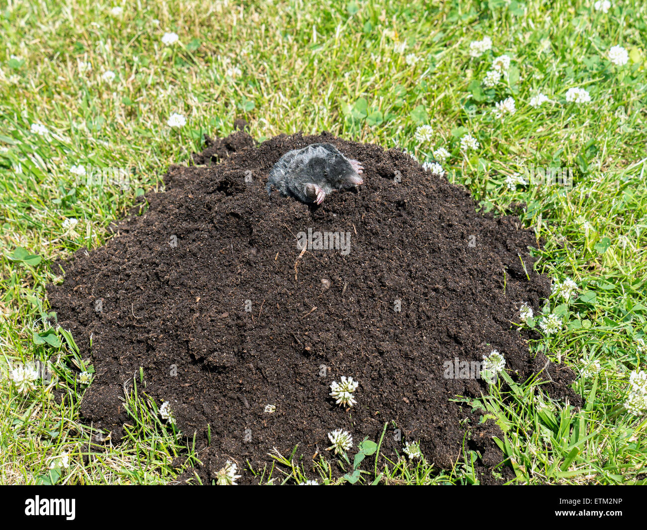 Mole poking out of mole mound on grass Stock Photo - Alamy