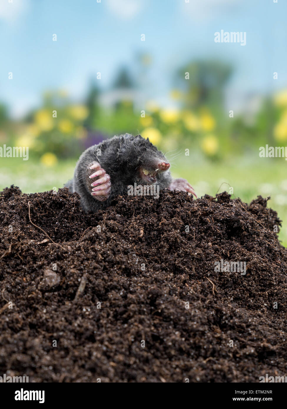 Animal hi-res stock photography and images - Alamy