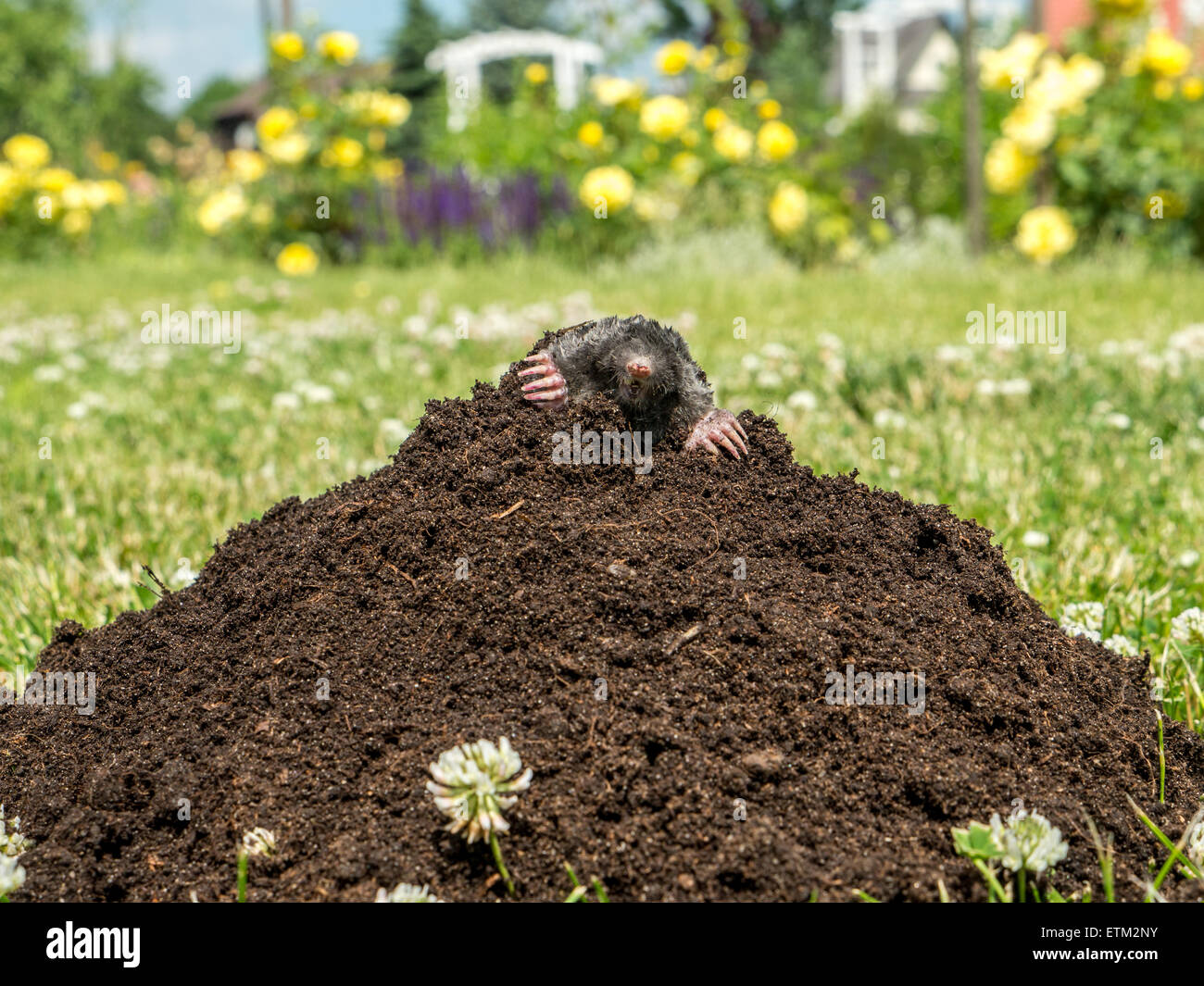 Garden rodent hi-res stock photography and images - Alamy