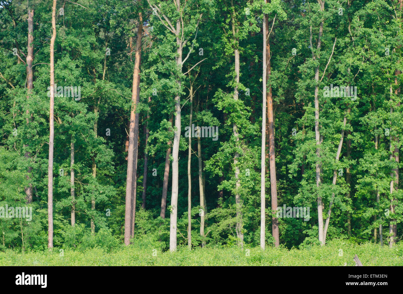 Old mixed forest hi-res stock photography and images - Alamy