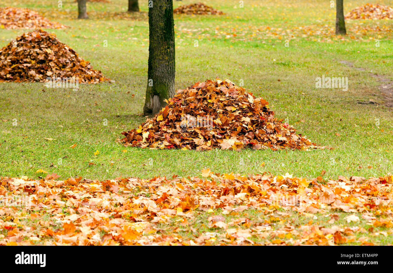 the fallen-down foliage Stock Photo - Alamy