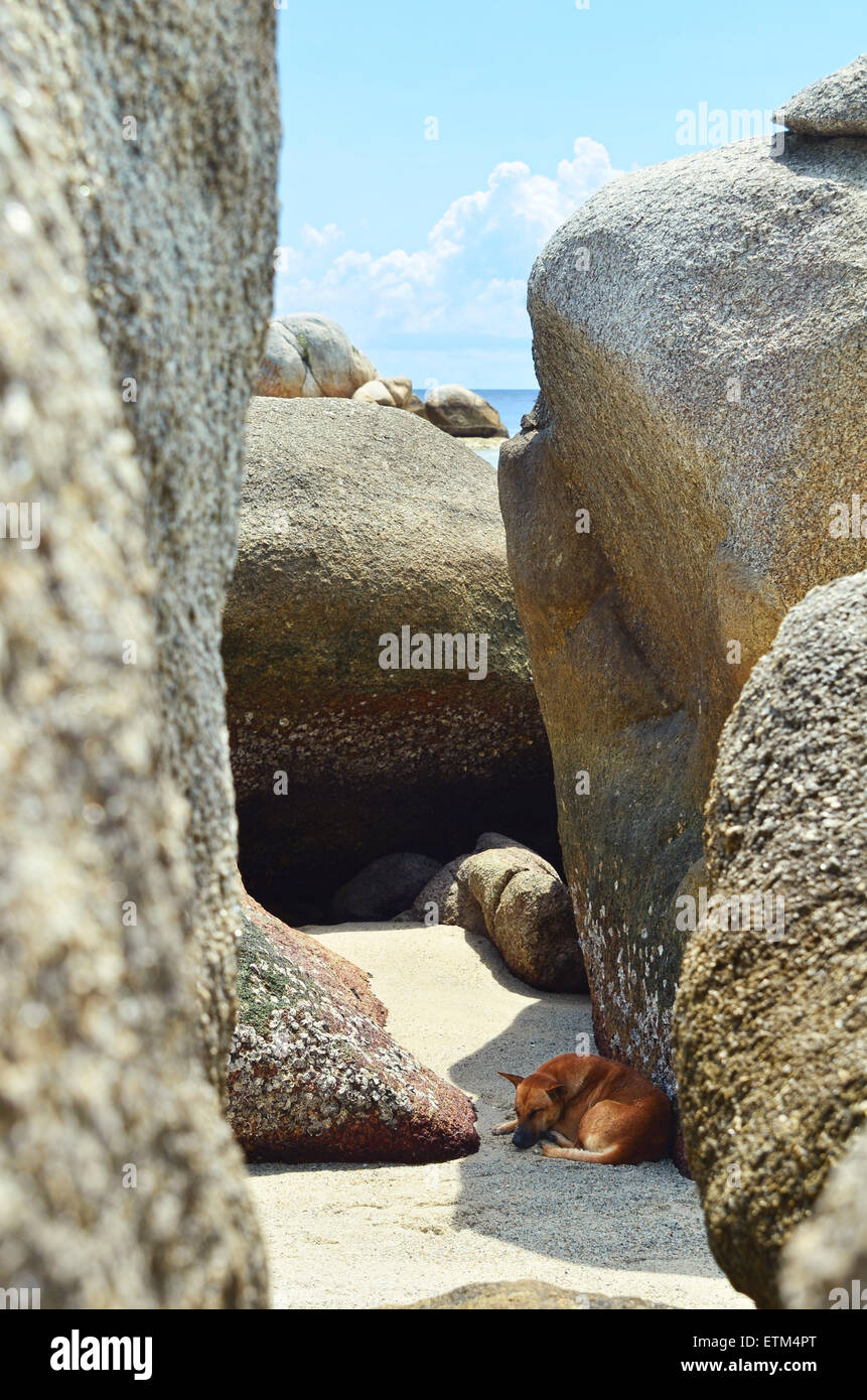 Dog boulder hi-res stock photography and images - Alamy