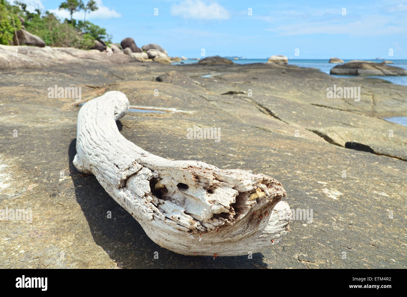A tree branch lying on a big beach stone Stock Photo - Alamy
