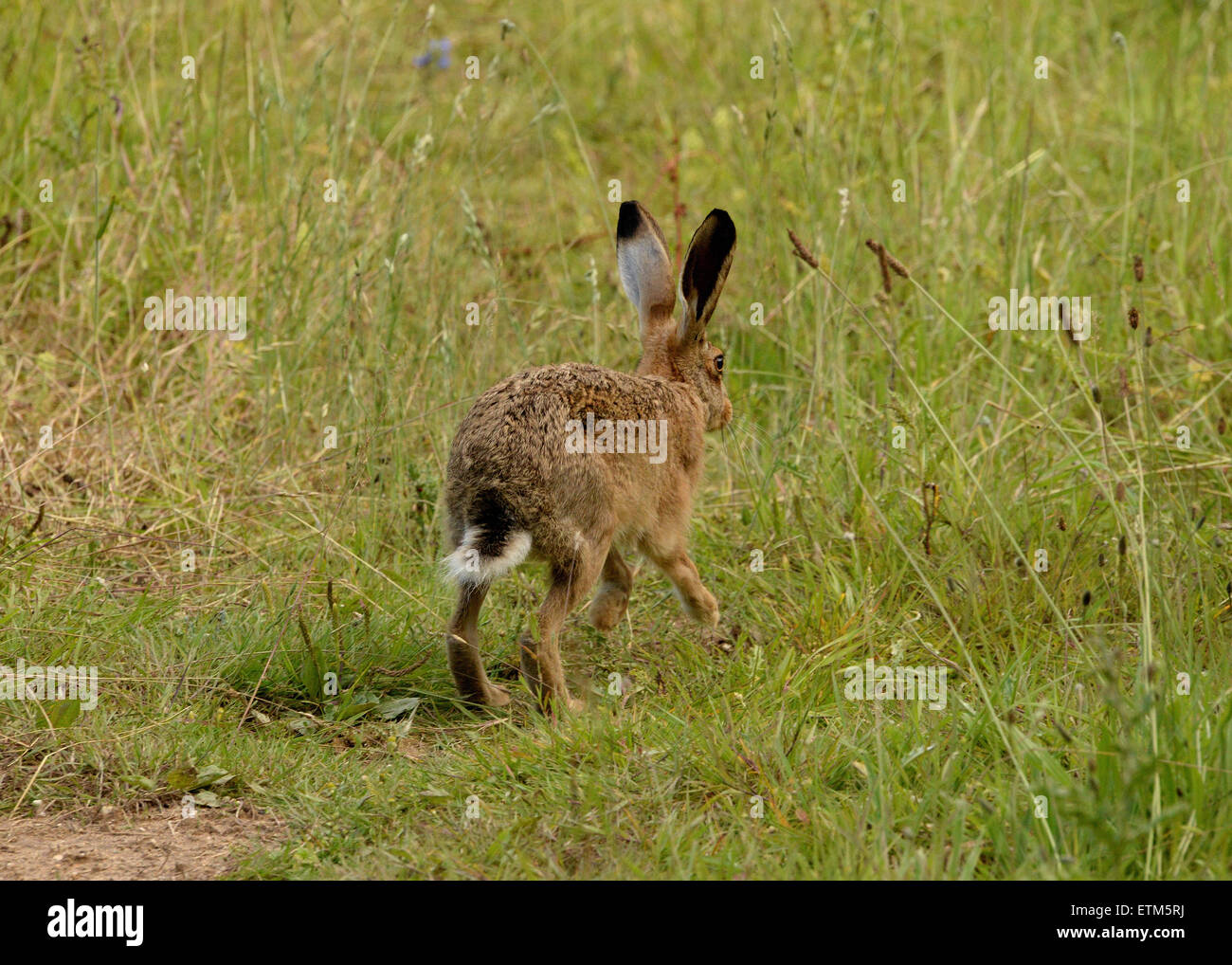 brown hare lepus europaeus hopping away landscape picture Stock Photo ...