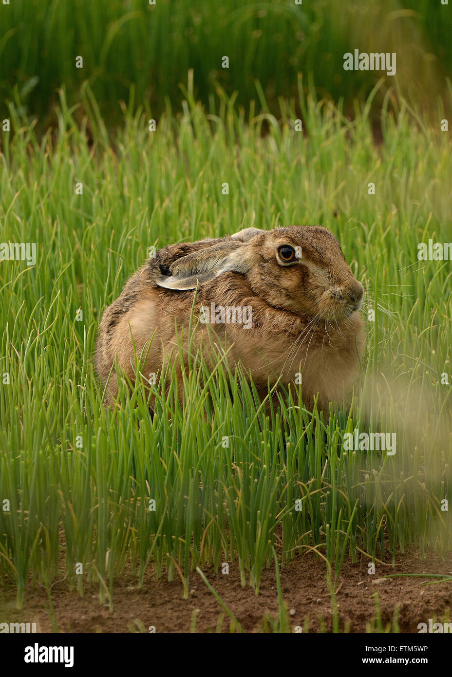 Brown hare ears down hi-res stock photography and images - Alamy