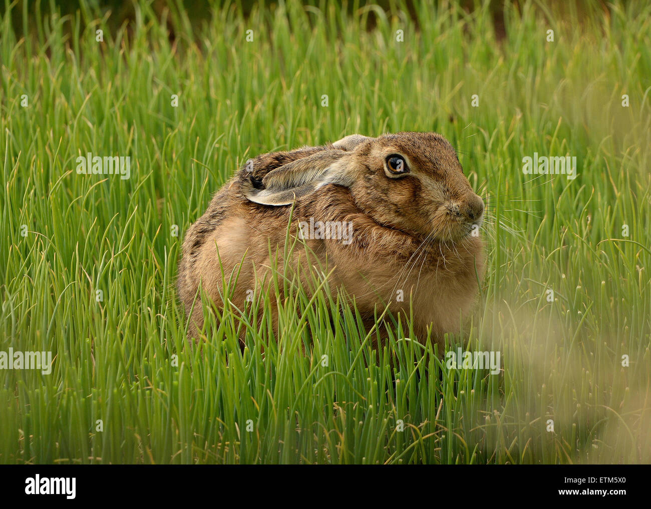 brown hare lepuseuropaeus.laying down Stock Photo - Alamy