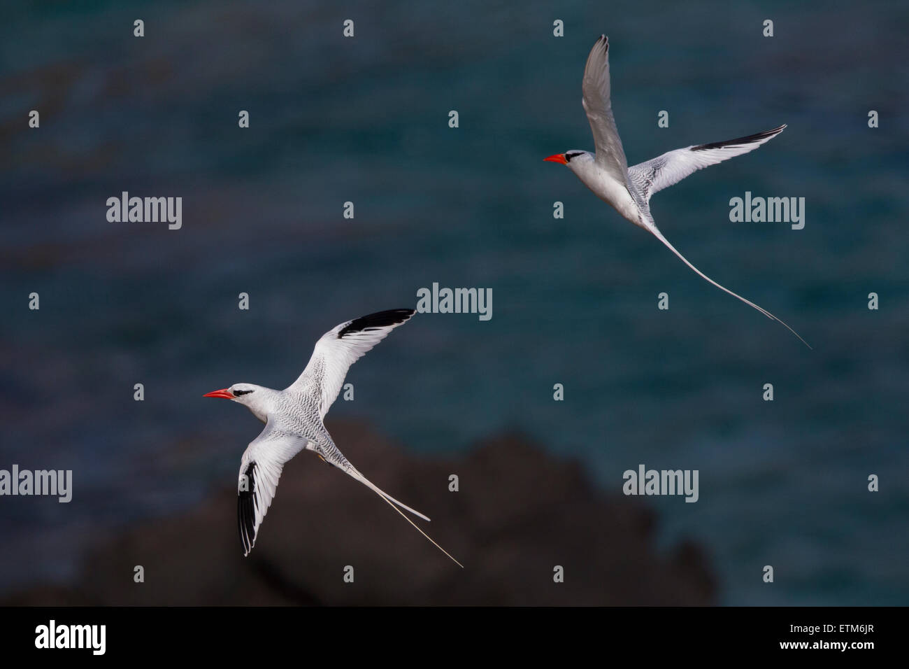 Fetonte hi-res stock photography and images - Alamy