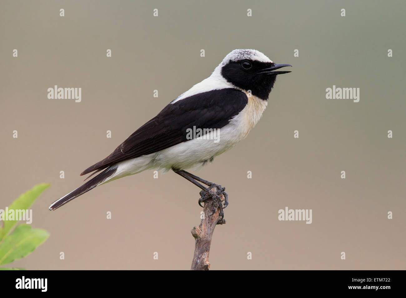 Black eared wheatears hi-res stock photography and images - Alamy