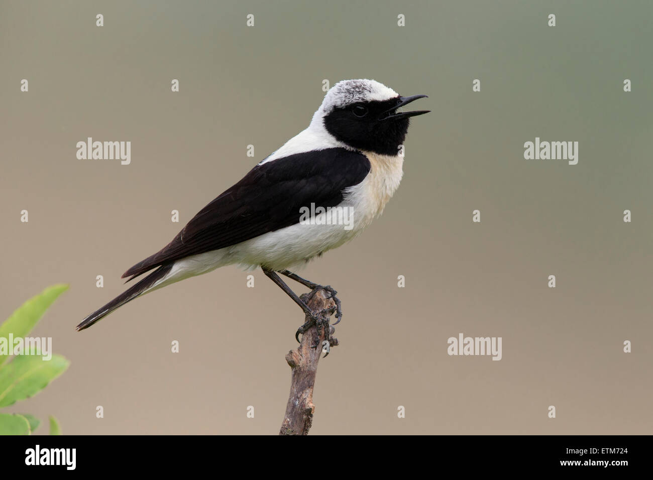 Black wheatears hi-res stock photography and images - Alamy