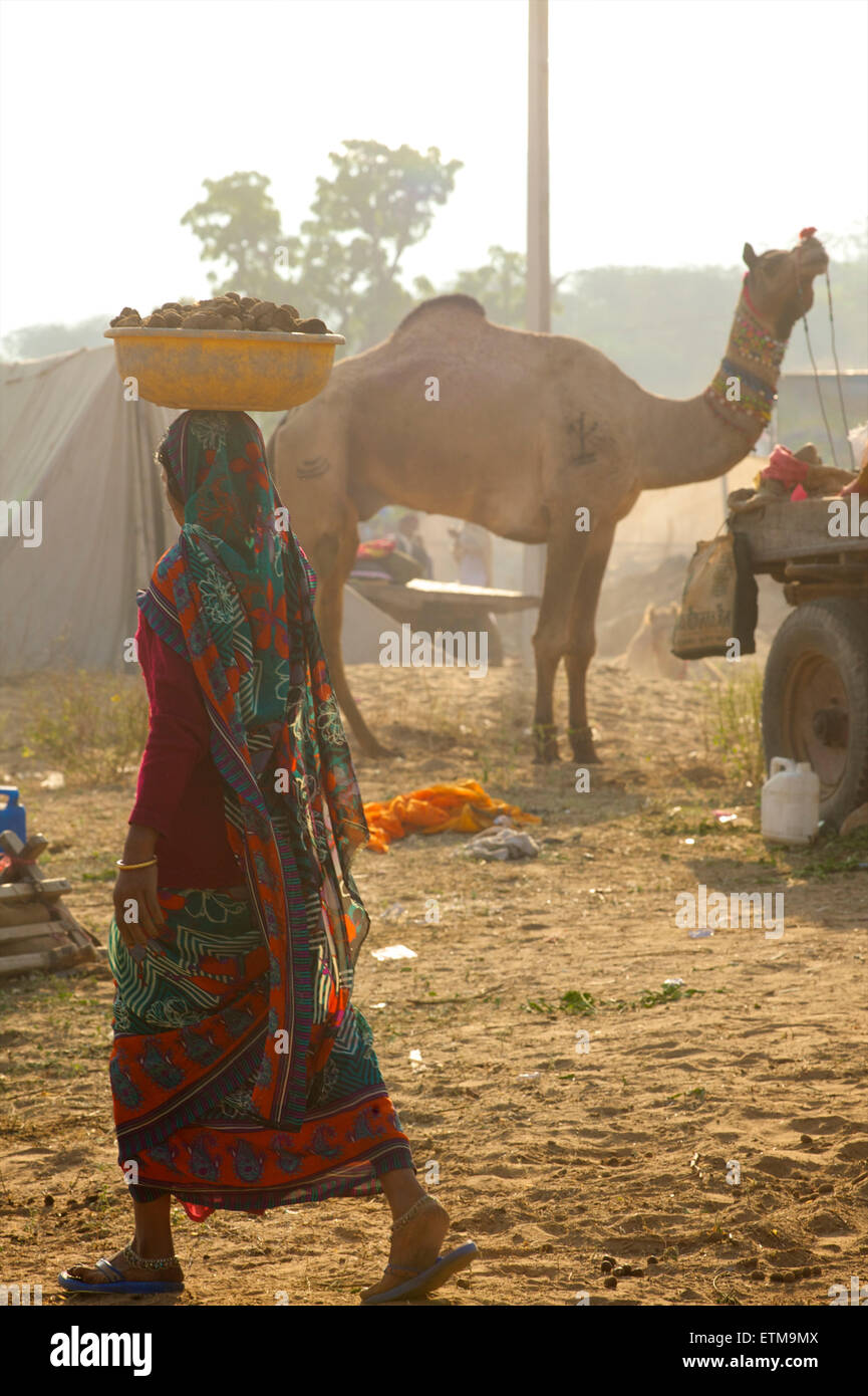 Indian woman in colourful sari carrying bowl of camel dung on her head ...