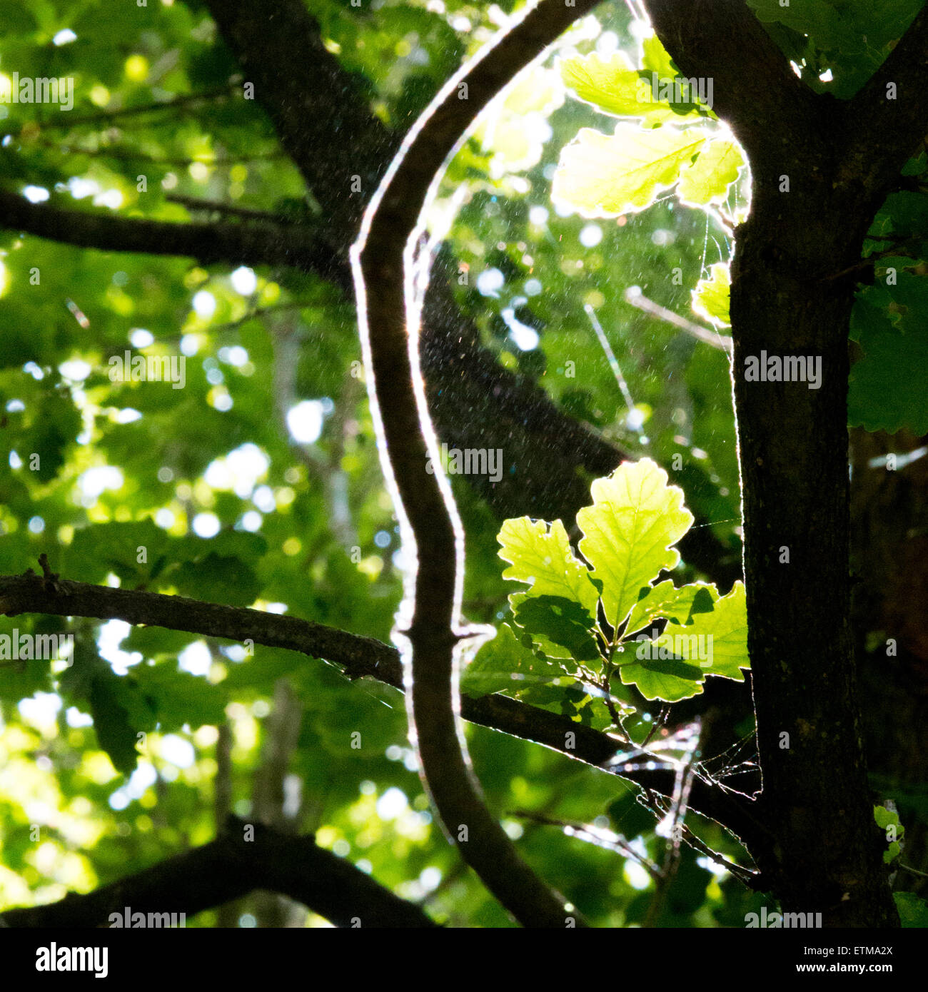 Sunlight through green leaf hi-res stock photography and images - Alamy