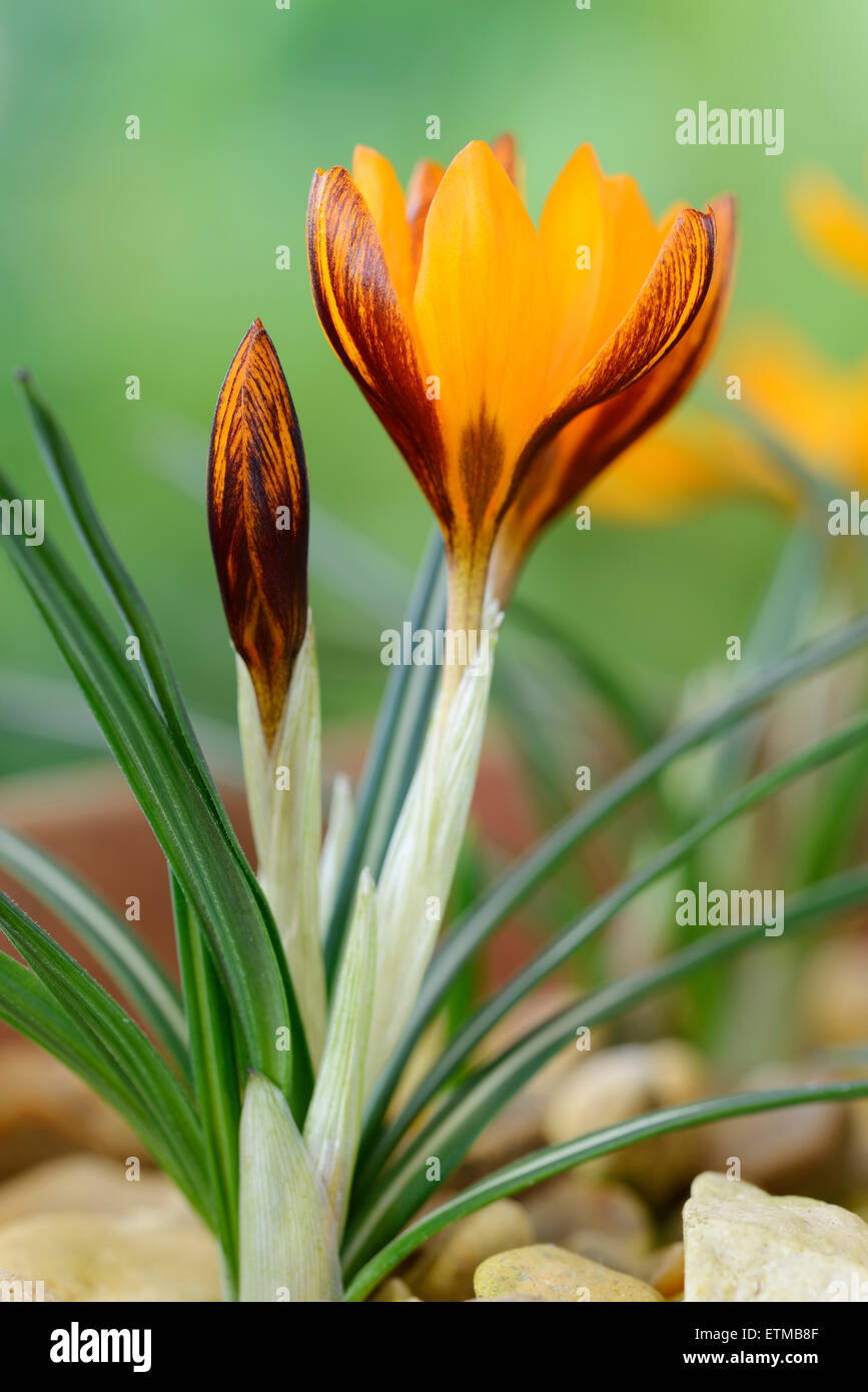 Crocus 'Orange Monarch' February Stock Photo - Alamy