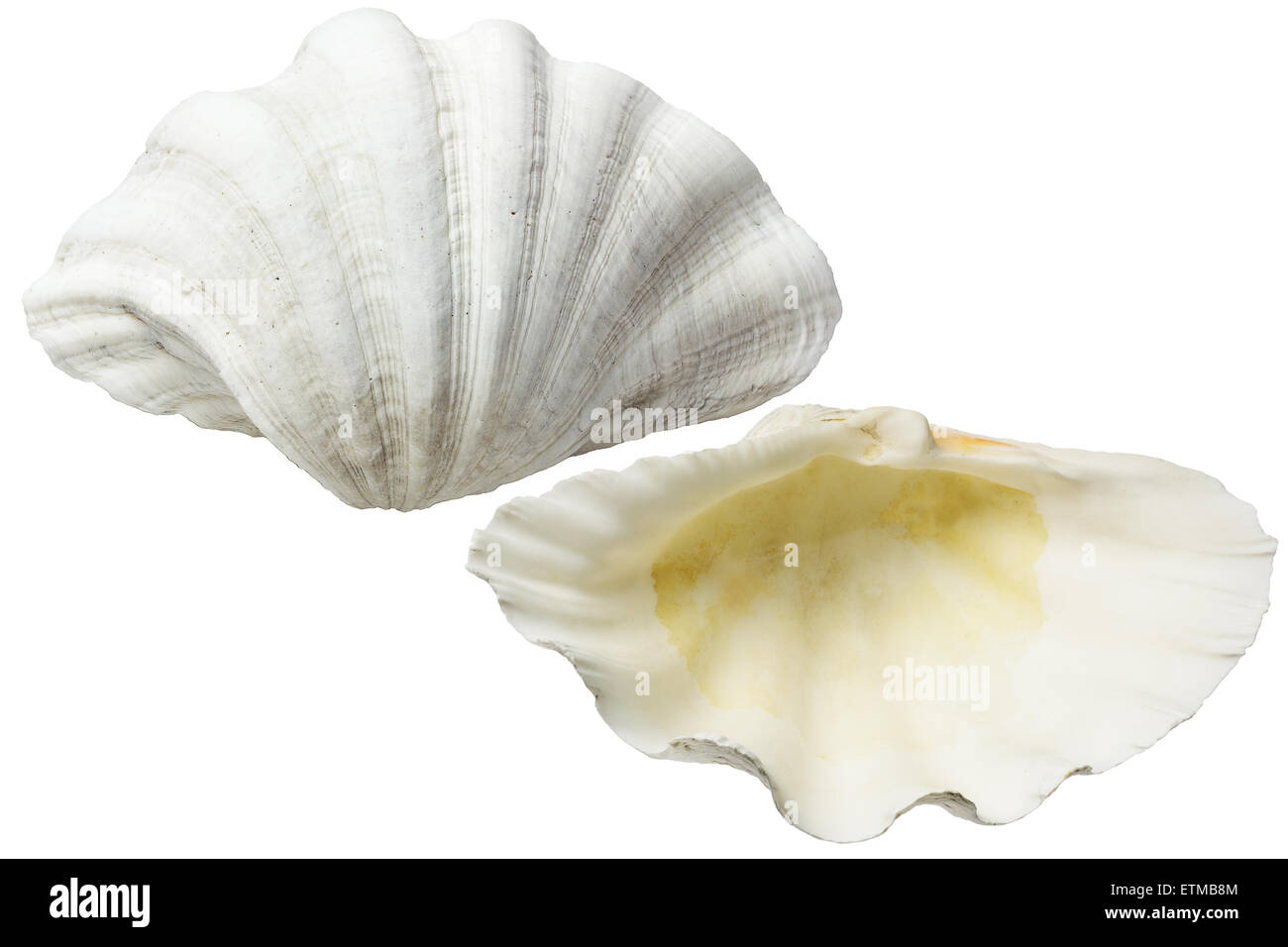 White Sea Shells Isolated on White Background Stock Photo - Alamy