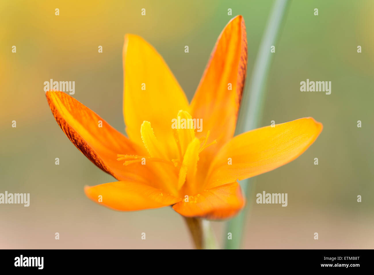 Monarch orange hi-res stock photography and images - Alamy