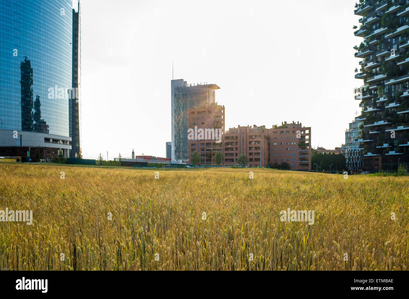 'Wheatfield" is the work of land art by American artist Agnes Denes ...