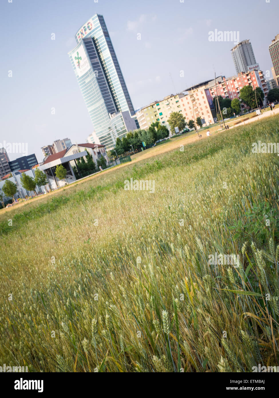 'Wheatfield" is the work of land art by American artist Agnes Denes ...