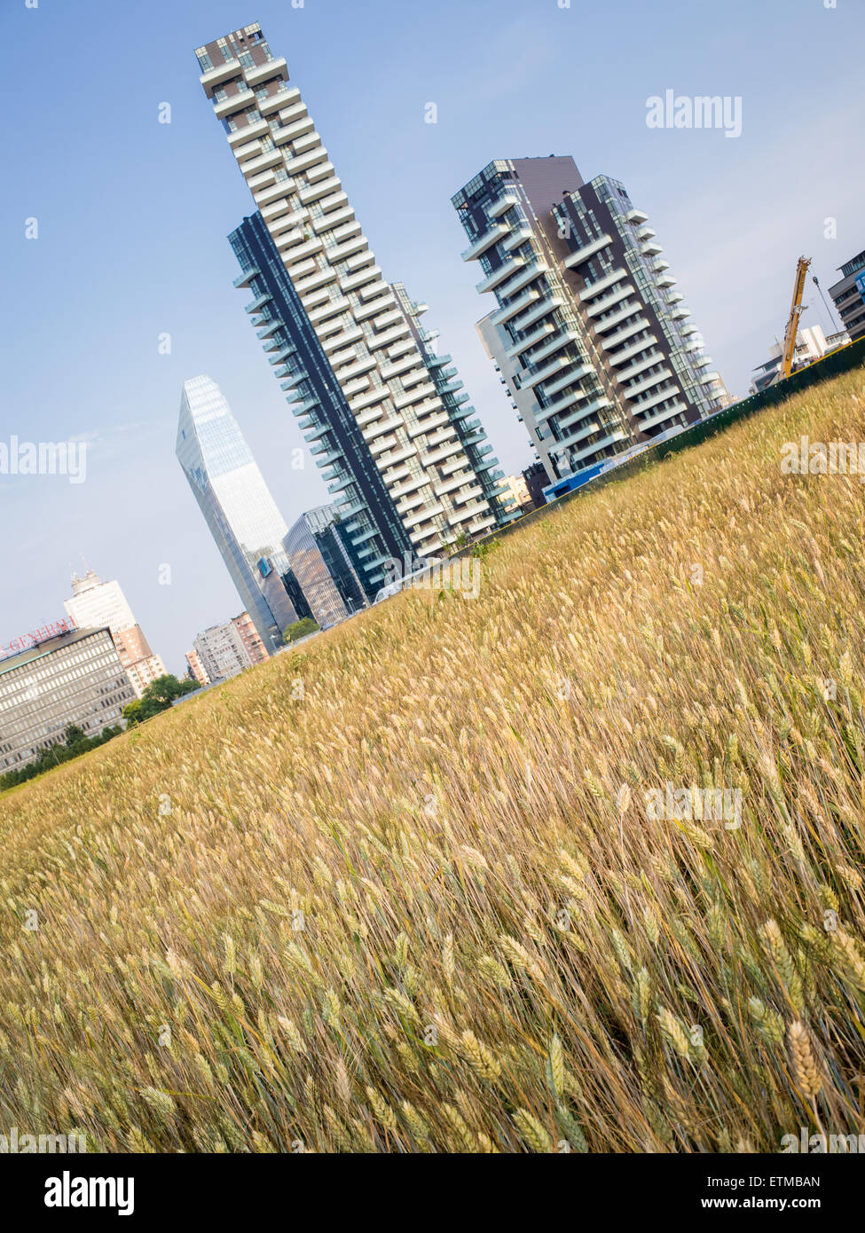 'Wheatfield" is the work of land art by American artist Agnes Denes ...