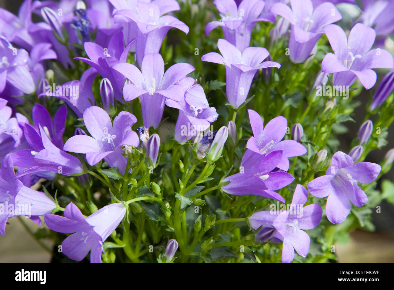 Field bellflowers hi-res stock photography and images - Alamy