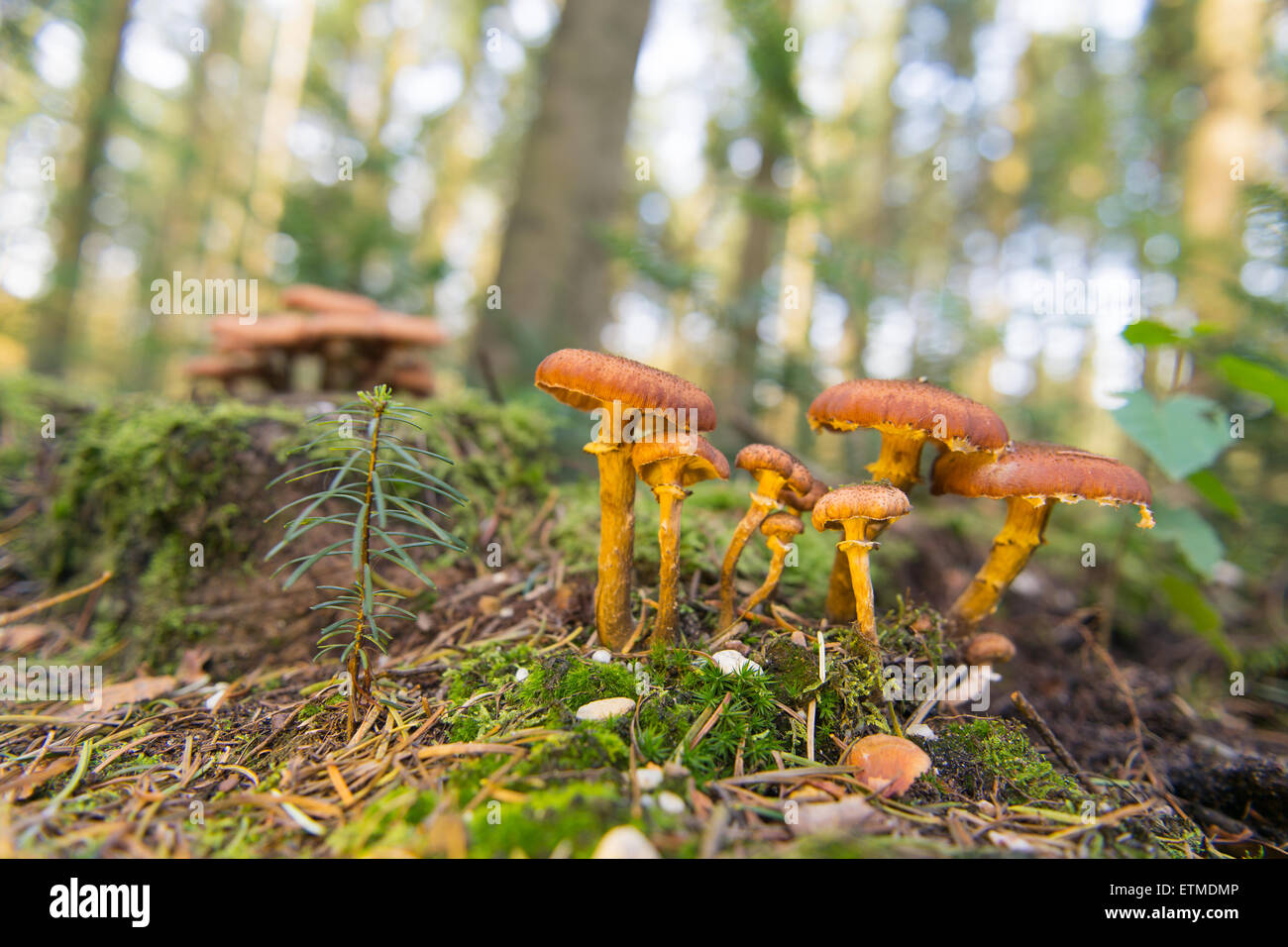 Mushrooms in sunshine hi-res stock photography and images - Alamy
