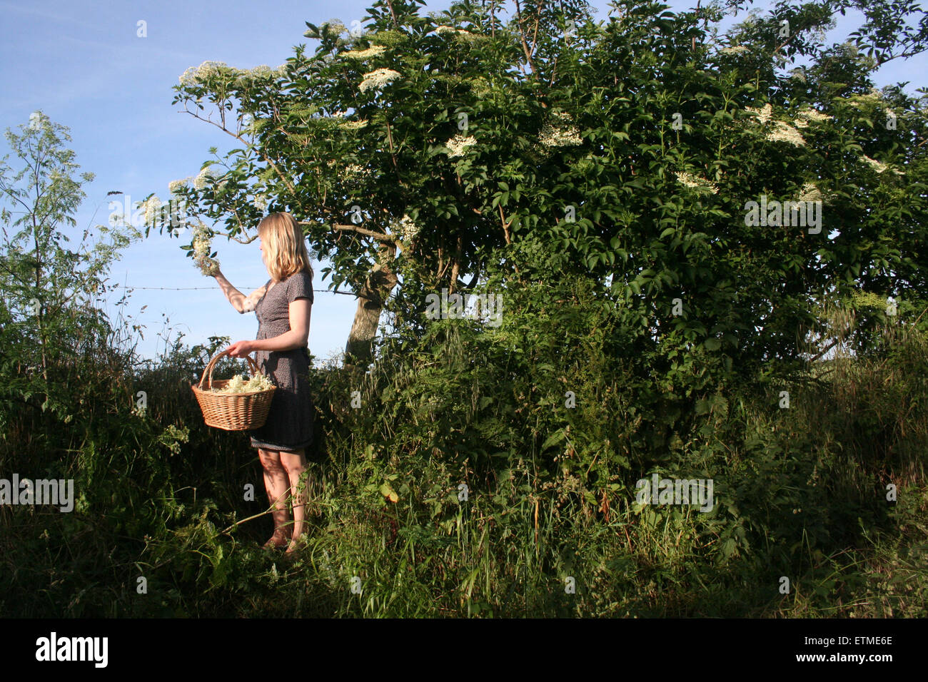 Gathering Wild Food High Resolution Stock Photography and Images - Alamy