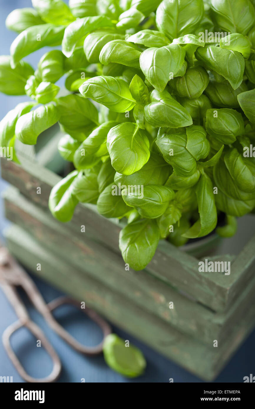 fresh basil herb in rustic box Stock Photo - Alamy