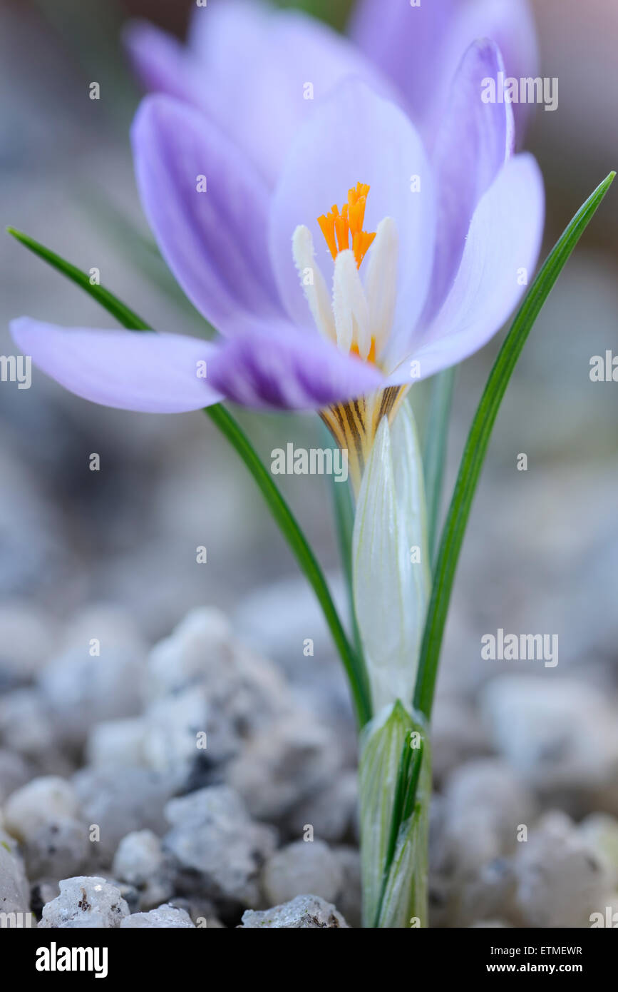 Crocus laevigatus 'Fontenayi' February Stock Photo - Alamy