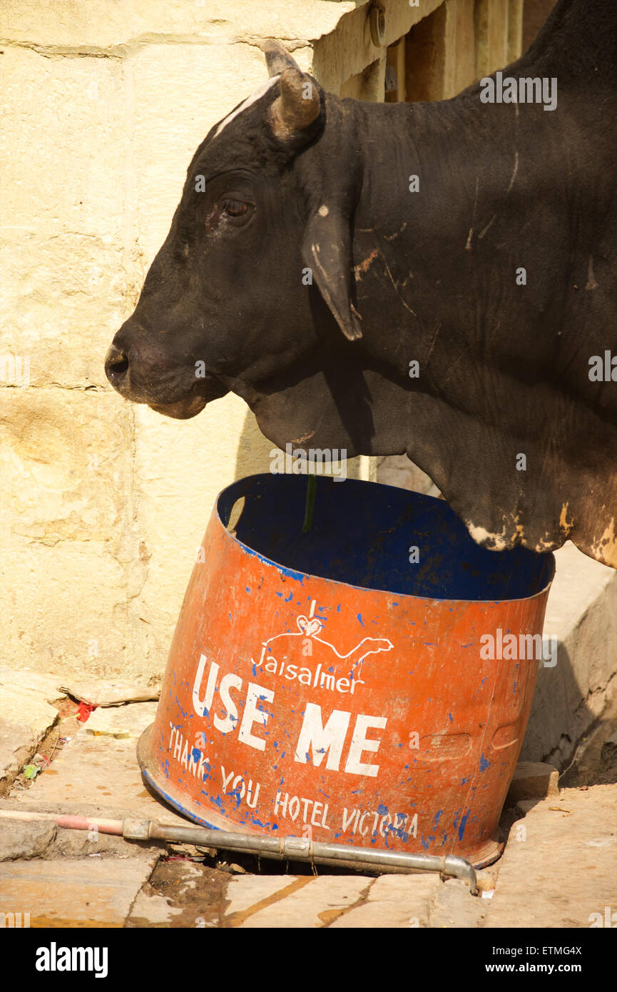 Indian cow eating from a rubbish bin, Indian Jaisalmer, Rajasthan ...